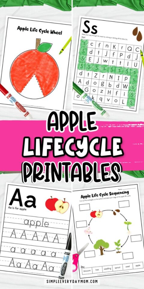 Fun & Educational Apple Life Cycle Worksheets