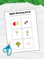 Fun & Educational Apple Life Cycle Worksheets
